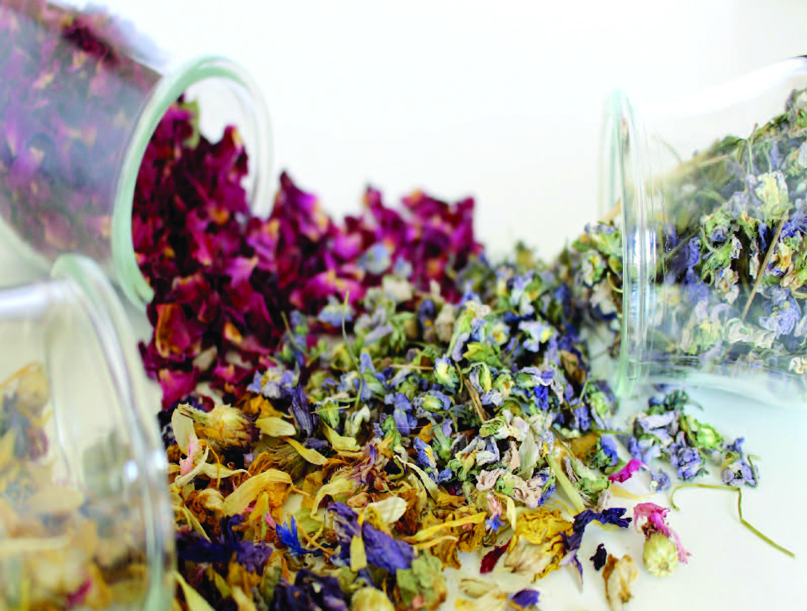 Drying Flowers | Kentucky Hort News