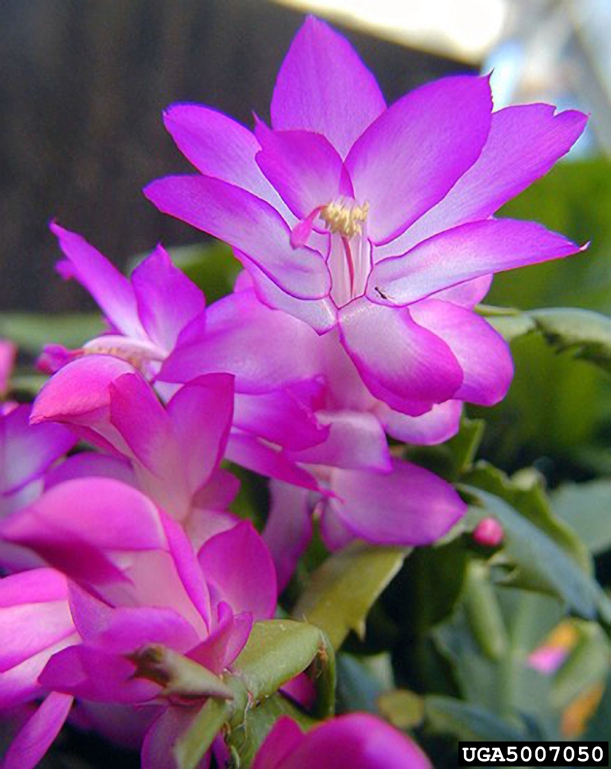 Holiday Cactus | Kentucky Hort News