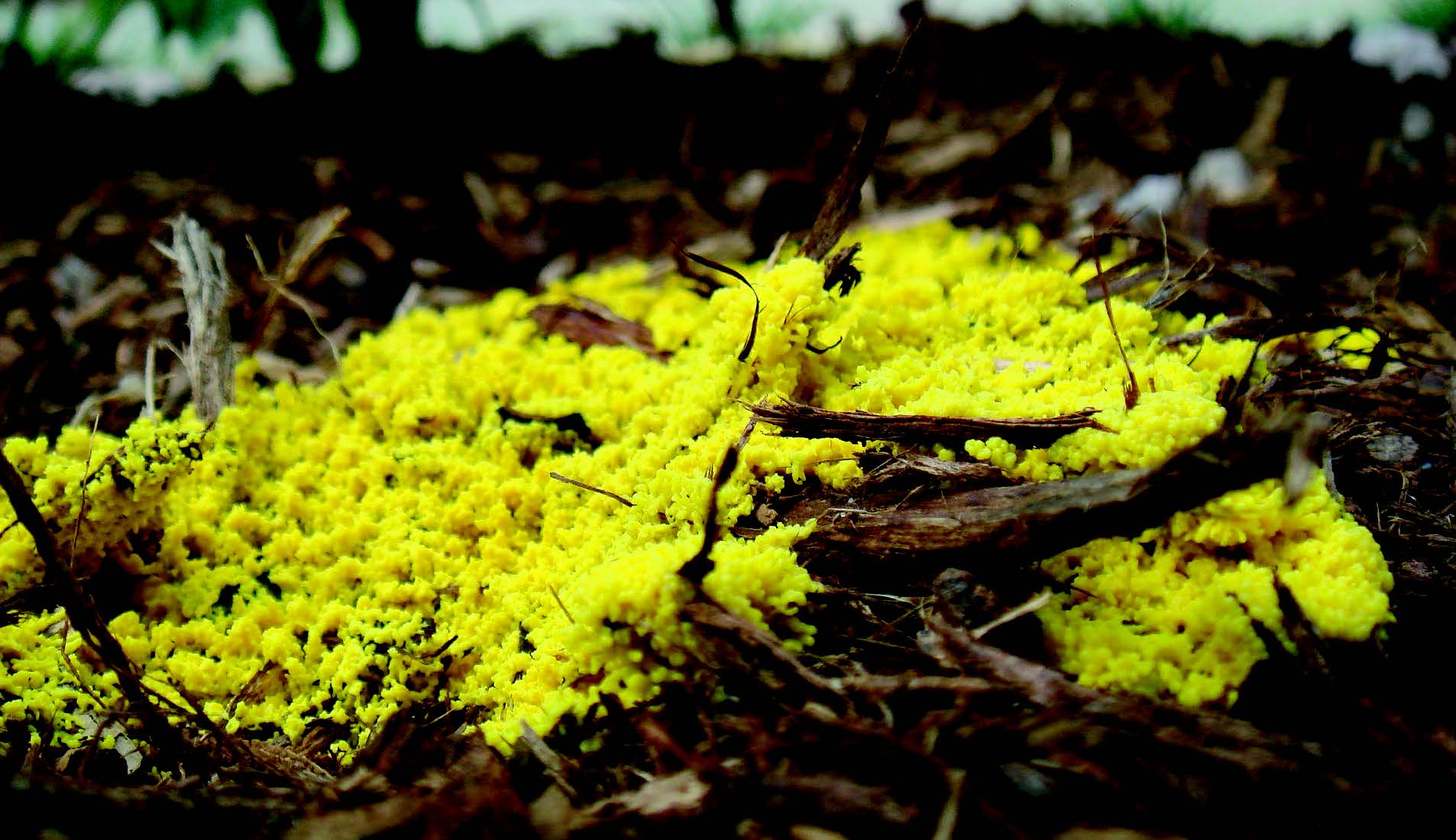 Mulch, Mold, & Fungi | Kentucky Hort News