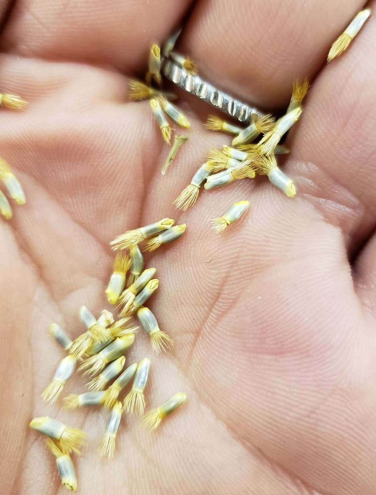 Basics for Starting Seeds Indoors for Transplant Outdoors | Kentucky ...