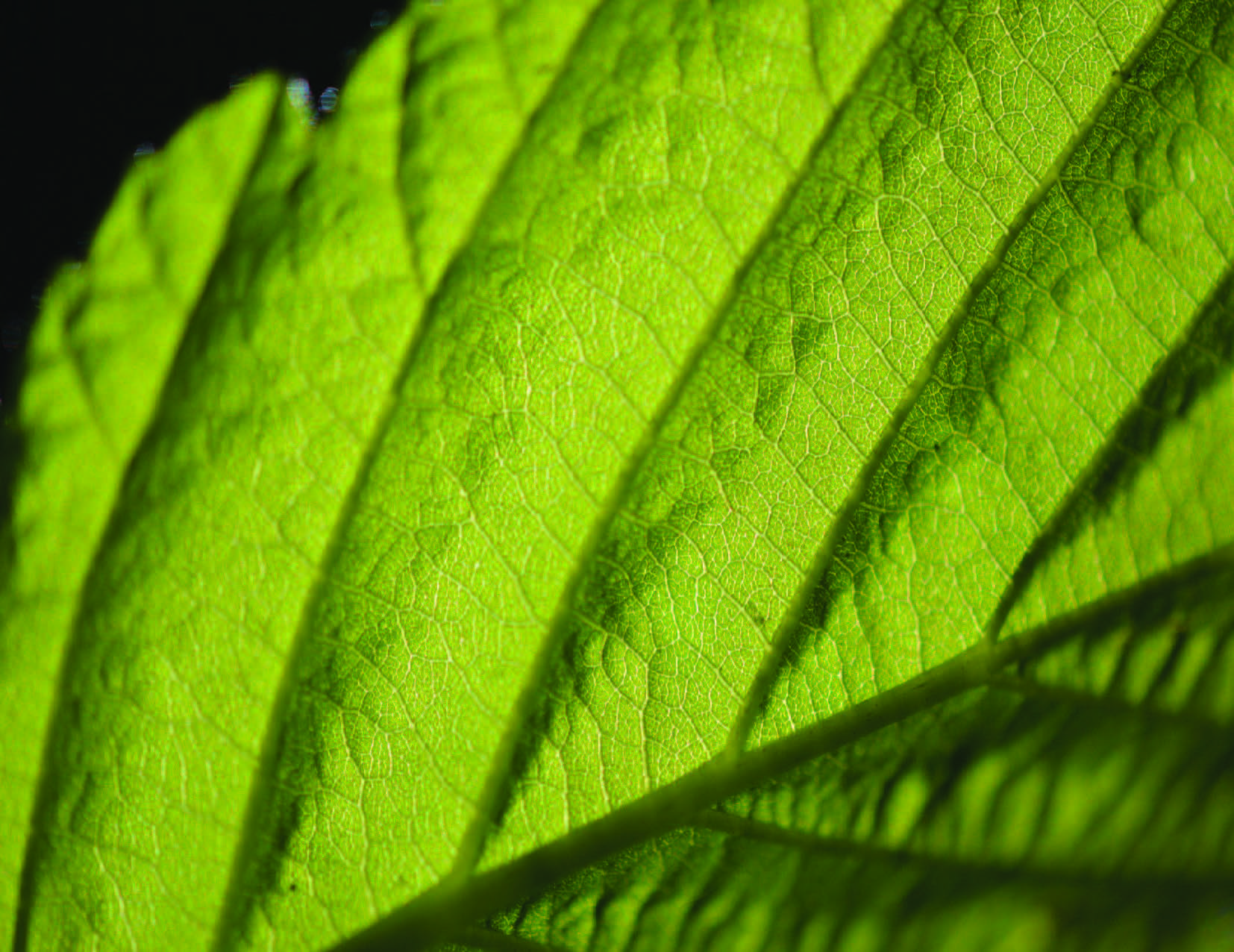 Trees & Iron Chlorosis | Kentucky Hort News