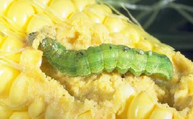 You Can Control Corn Earworm in Sweet Corn | Kentucky Hort News