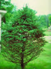 Spruce Dieback Needle Cast Disease May be To Blame | Kentucky Hort News