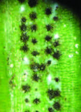 Spruce Dieback Needle Cast Disease May be To Blame | Kentucky Hort News