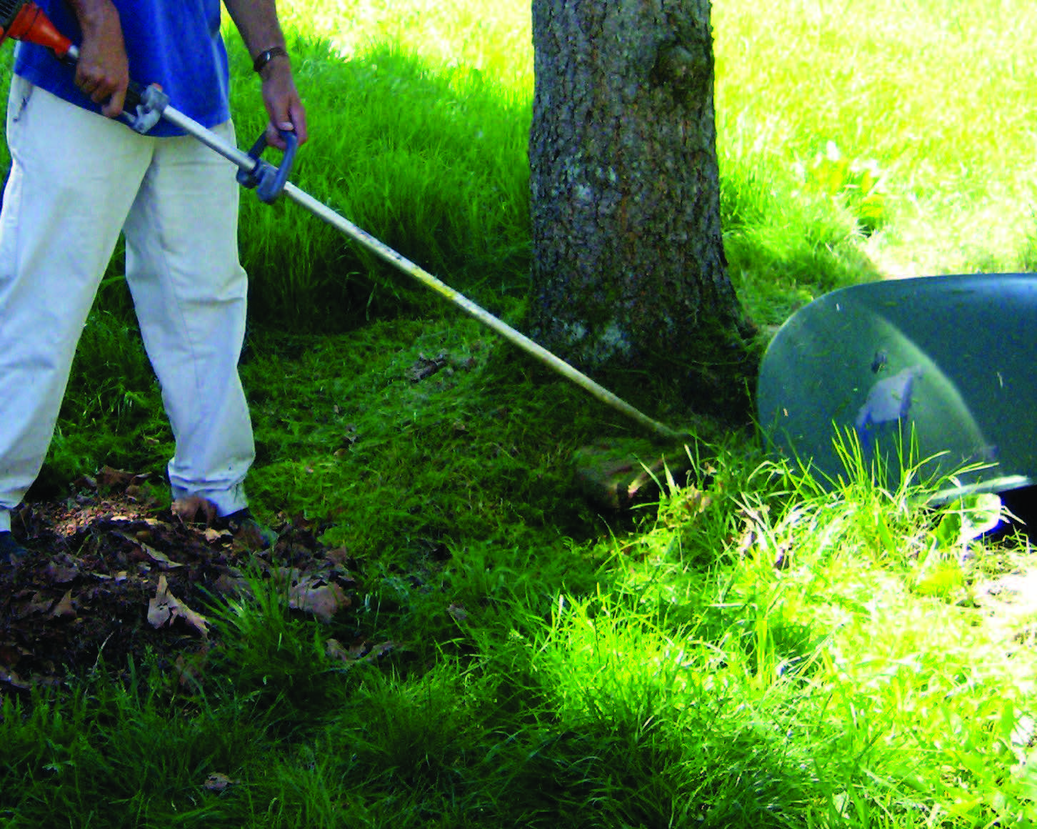 Mechanical Damage to Trees | Kentucky Hort News