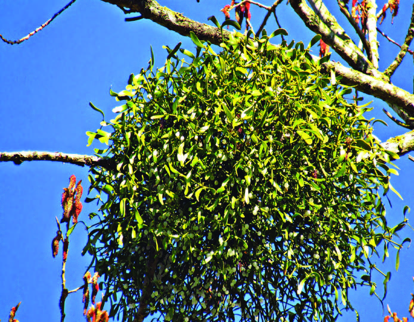 Mistletoe: tree thief, holiday tradition | Kentucky Hort News
