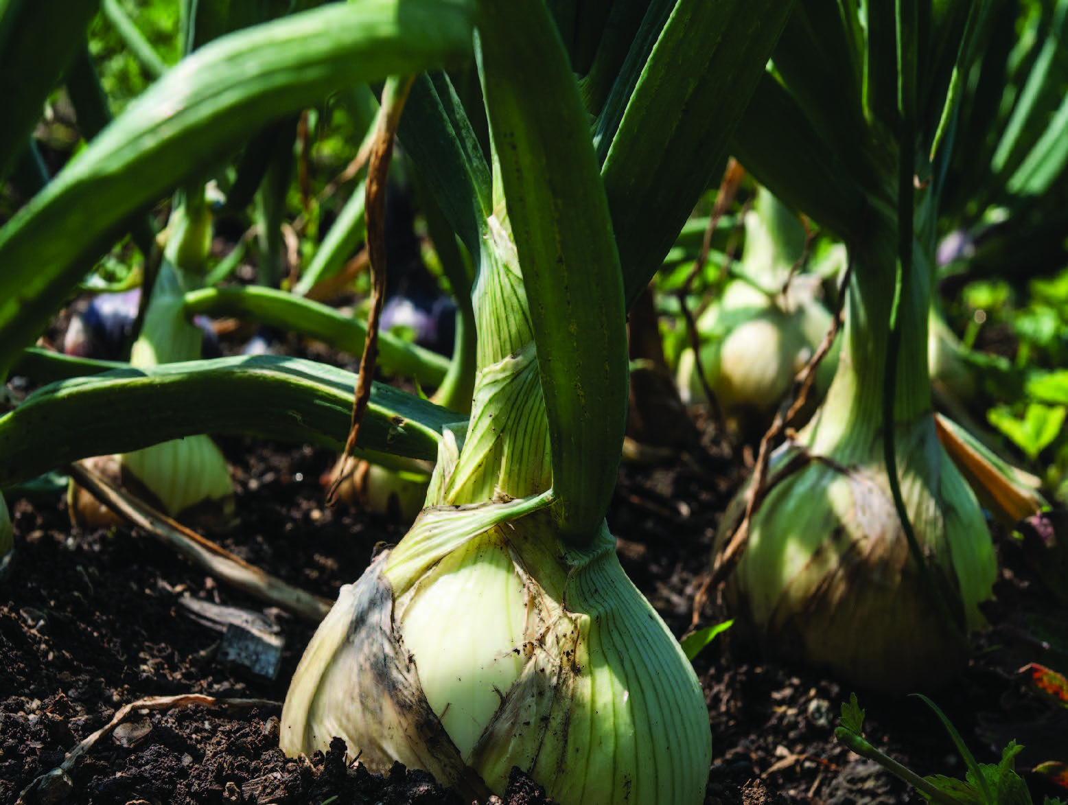 Planning an Onion Crop | Kentucky Hort News