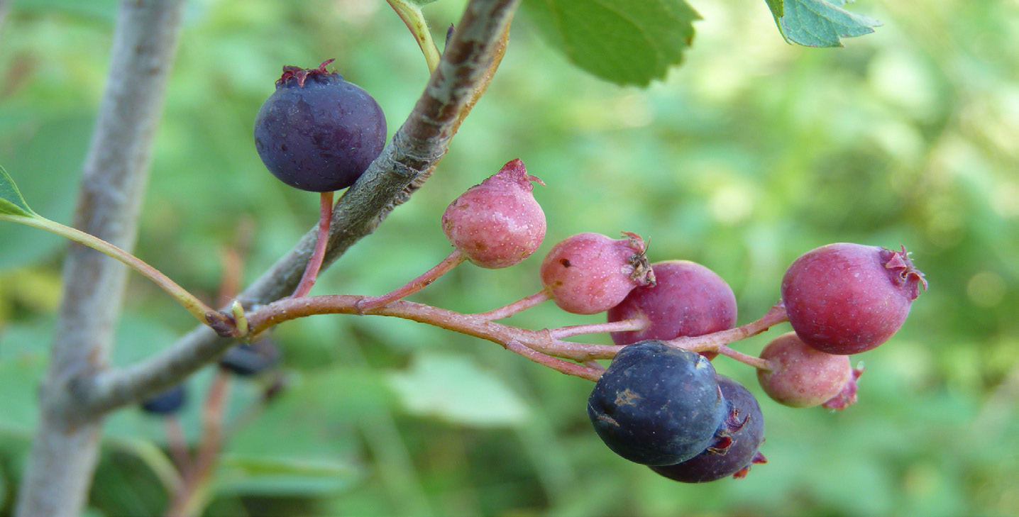 Serviceberries Are Great for Small Landscapes | Kentucky Hort News