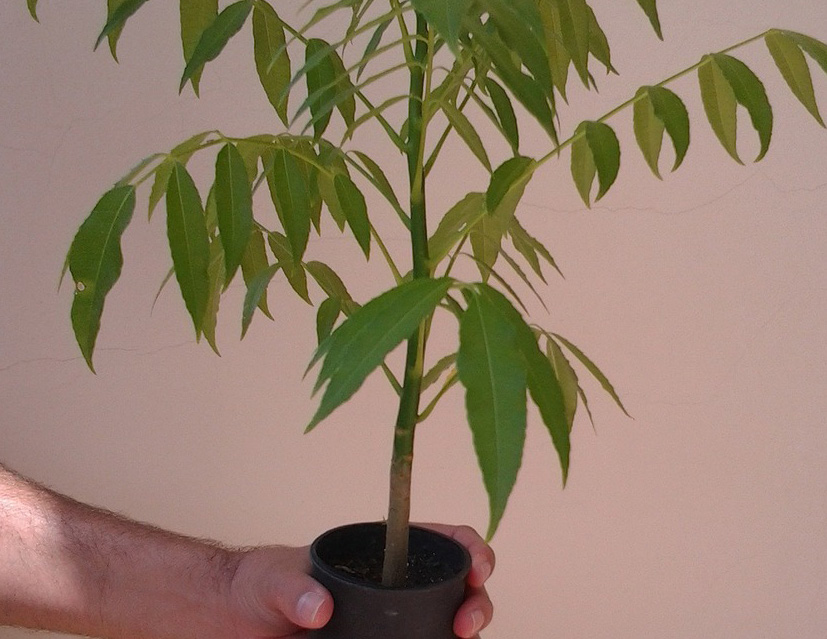 Order Your Kentucky Tree Seedlings Now | Kentucky Hort News