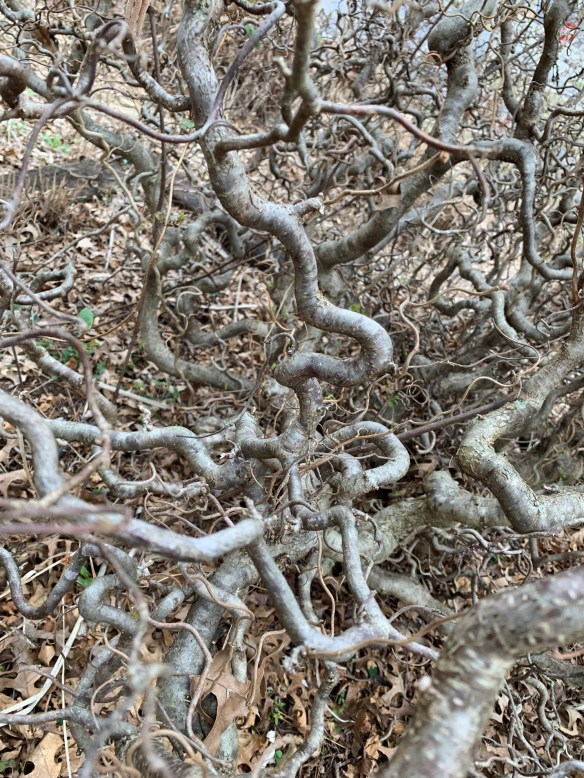 Spectacular Contorted Filbert | Kentucky Hort News