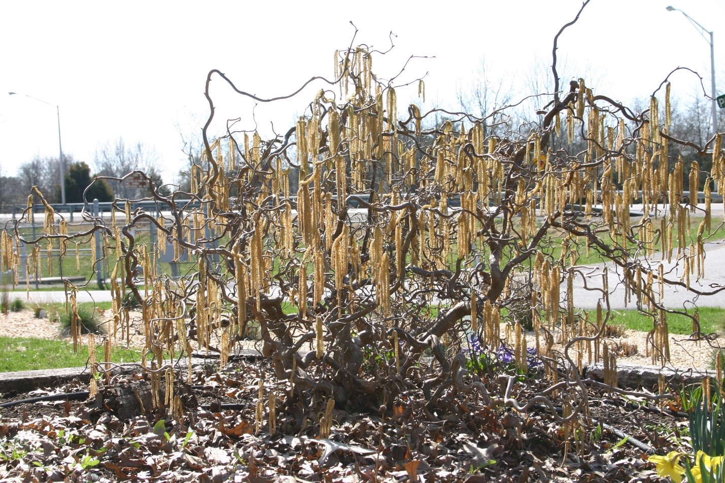 Spectacular Contorted Filbert | Kentucky Hort News