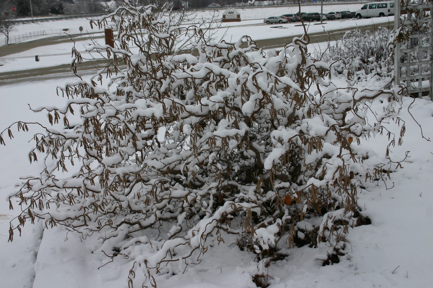 Spectacular Contorted Filbert | Kentucky Hort News