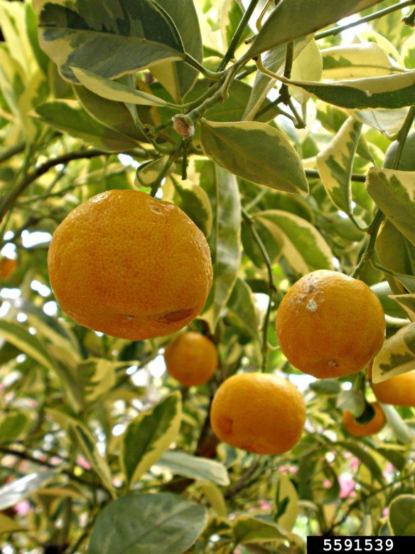 Growing Citrus | Kentucky Hort News