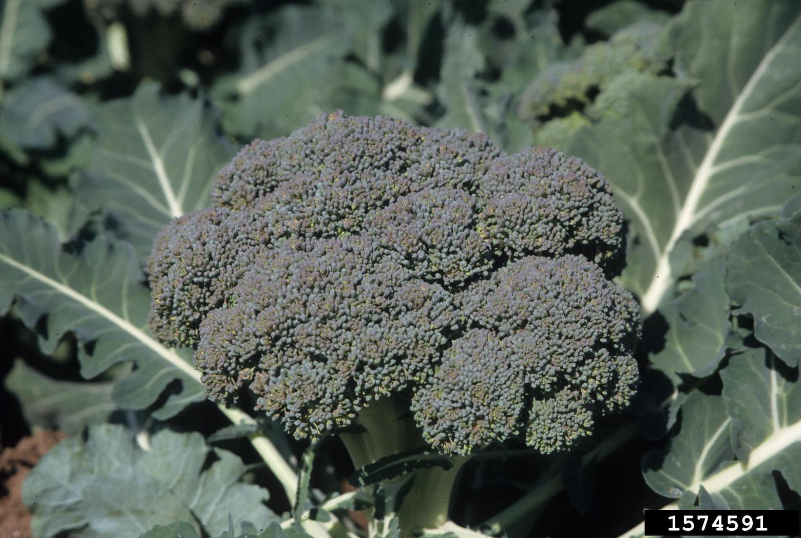 Autumn Vegetable Gardening | Kentucky Hort News