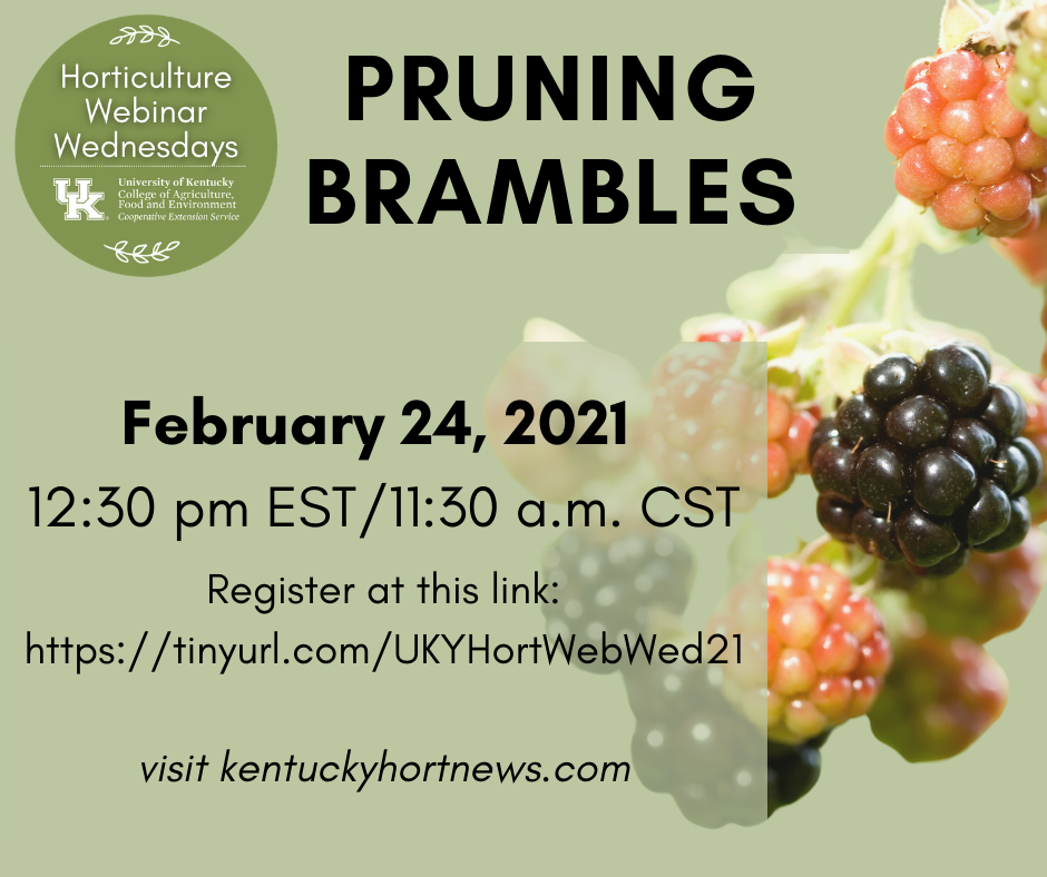 Pruning Brambles | Kentucky Hort News