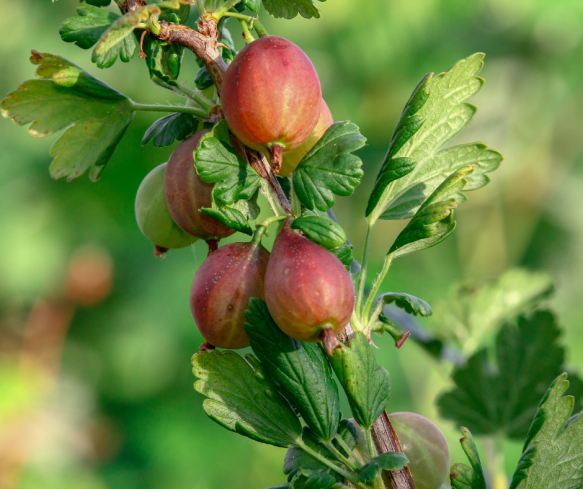 Backyard Gooseberries | Kentucky Hort News