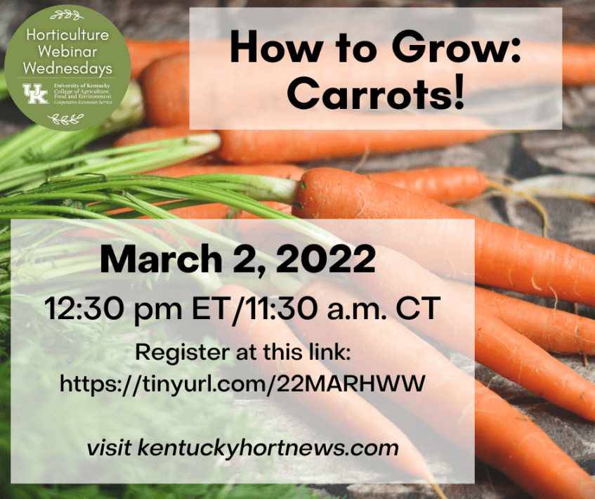 How to Grow Carrots | Kentucky Hort News