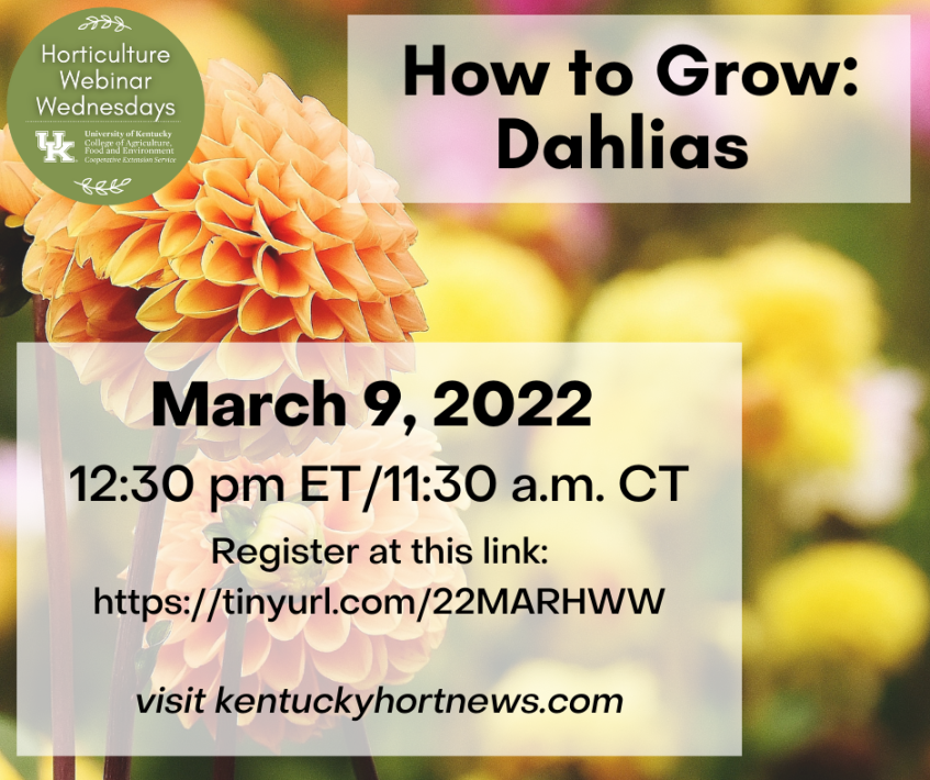 How to Grow Dahlias | Kentucky Hort News