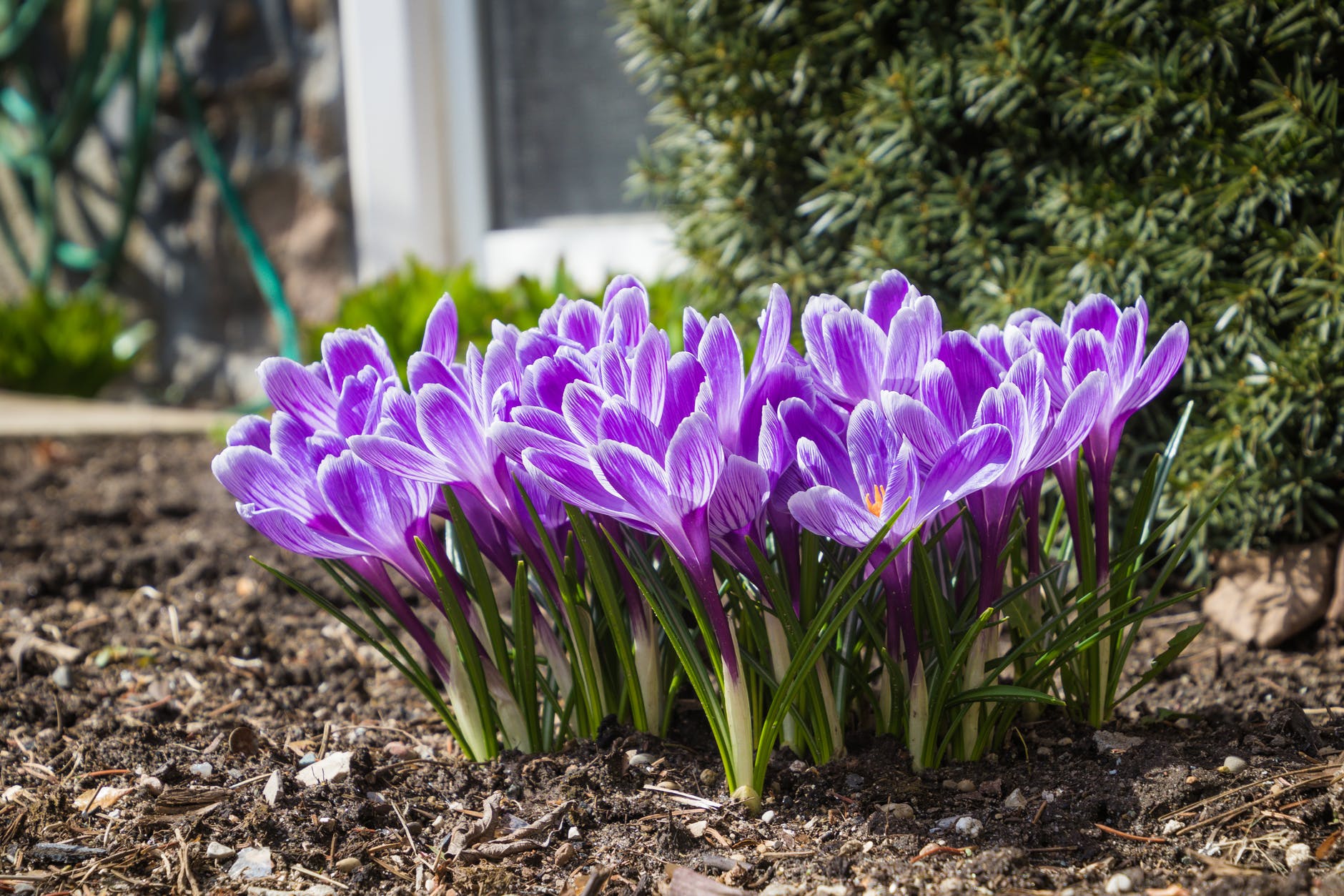Growing Crocus | Kentucky Hort News