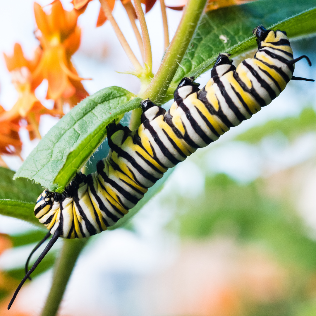 Planting for Monarch | Kentucky Hort News