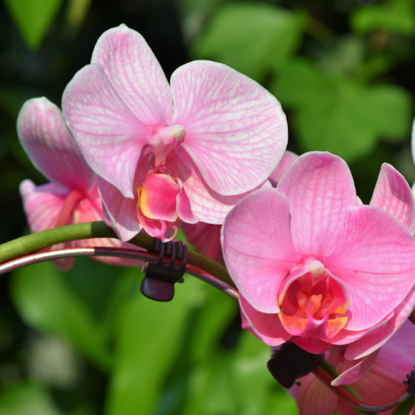 Easy Orchids | Kentucky Hort News