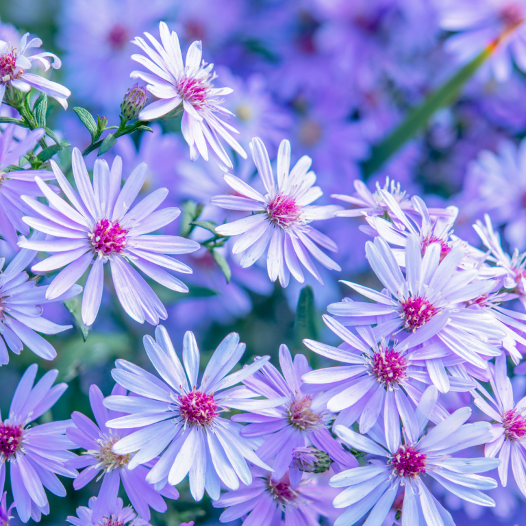 Season Four | Kentucky Hort News