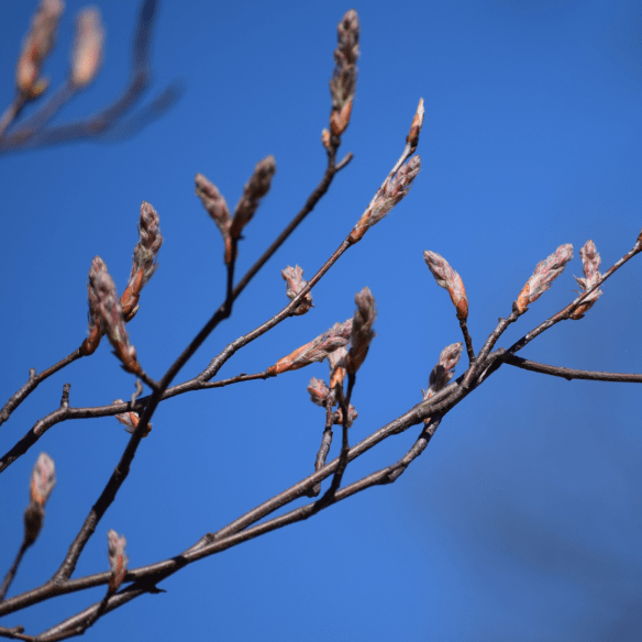 Season Four | Kentucky Hort News