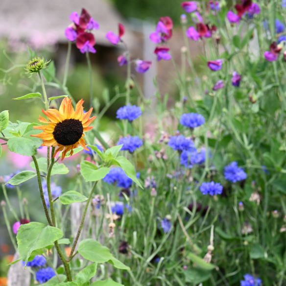Season Five | Kentucky Hort News