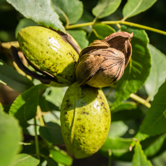 Season Five | Kentucky Hort News