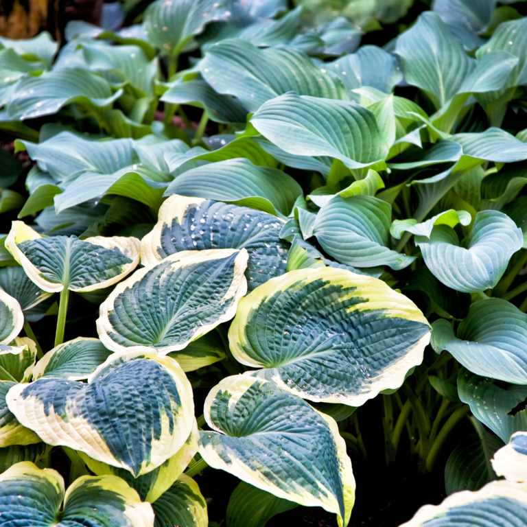 Season Five | Kentucky Hort News