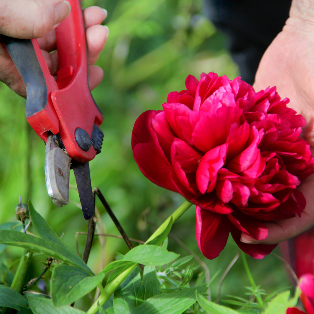 Season Five | Kentucky Hort News