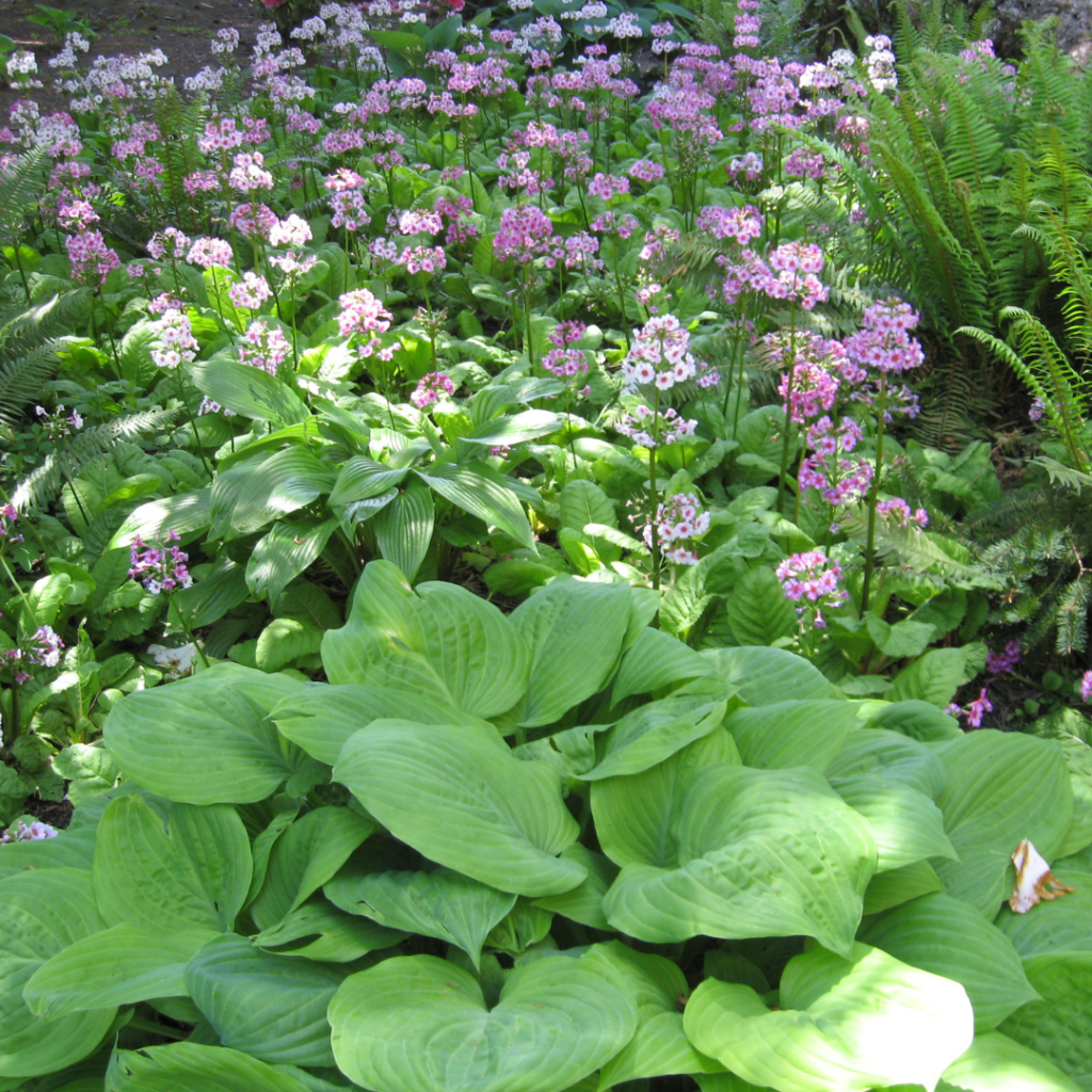 Season Five | Kentucky Hort News